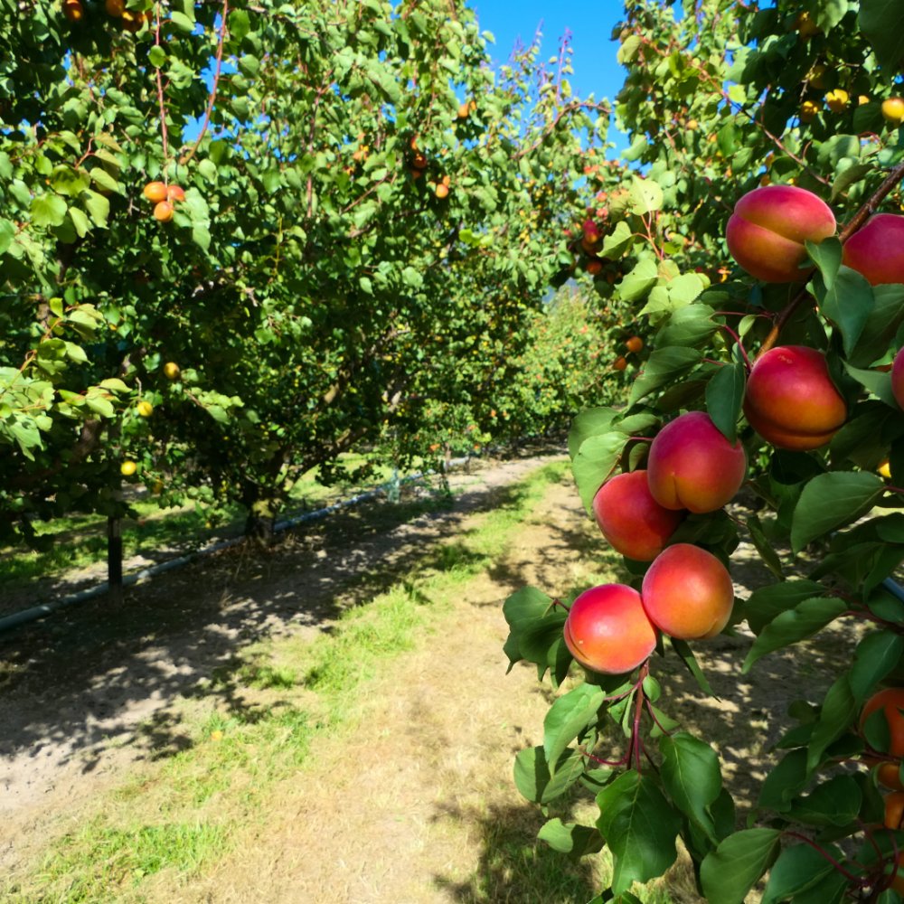 Piante da frutto - Vendita Piante | Vivaio la Camelia